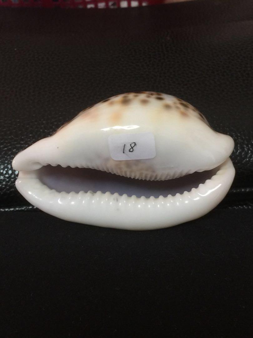 Rare sea shell collection, Women's Fashion, Jewelry & Organisers ...