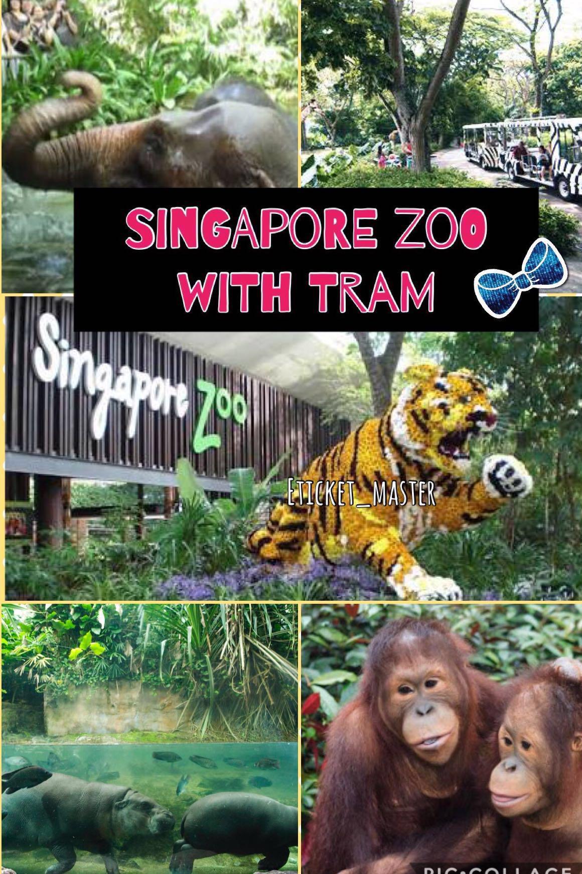 SINGAPORE ZOO WITH FREE TRAM, Tickets & Vouchers, Local Attractions ...