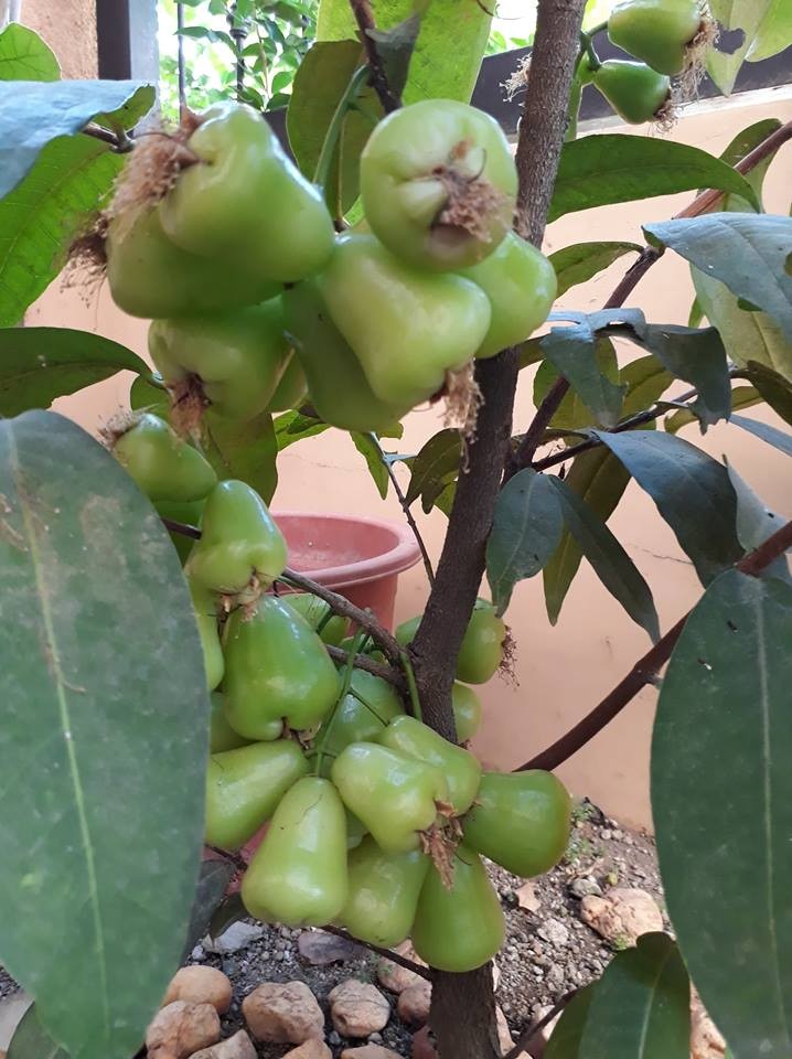 GRAFTED MACOPA, Furniture & Home Living, Gardening, Plants & Seeds on ...