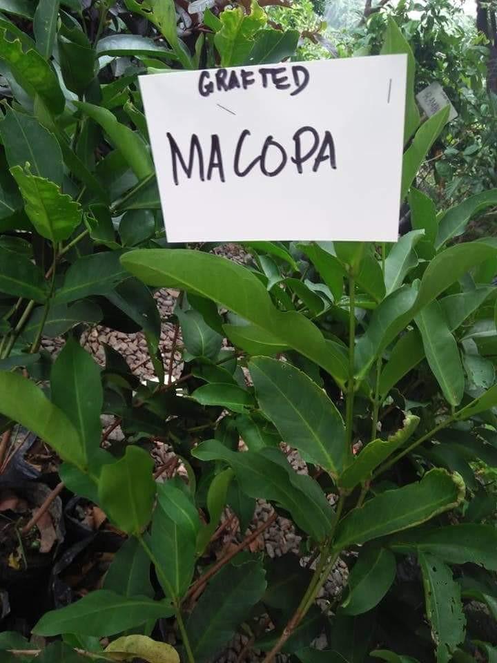 GRAFTED MACOPA, Furniture & Home Living, Gardening, Plants & Seeds on ...