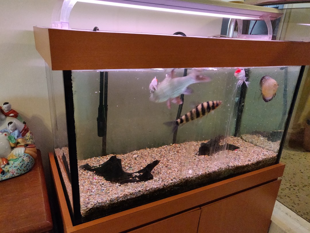 Free fish tank and 4 fish, Pet Supplies, Homes & Other Pet Accessories ...