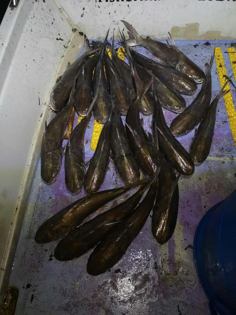 Ikan duri 1 piece 3-4 kg, Food & Drinks, Local Eats on Carousell