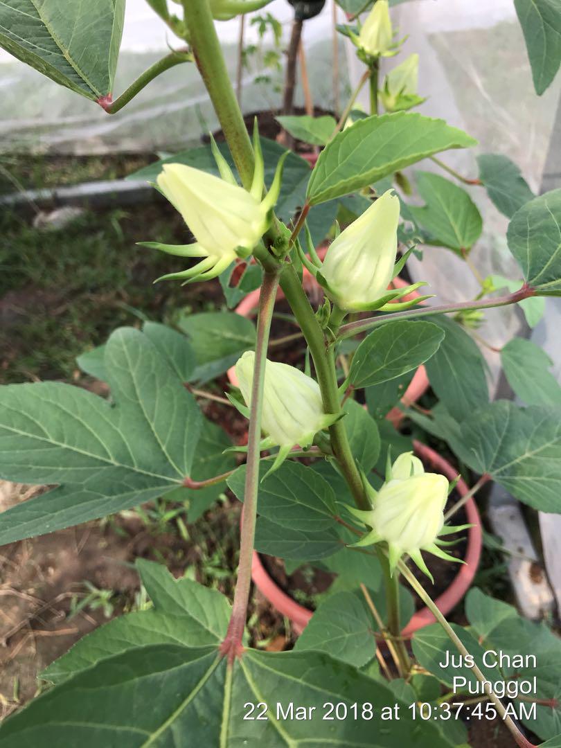 Rare Seeds ：White Roselle, Furniture & Home Living, Gardening, Plants ...