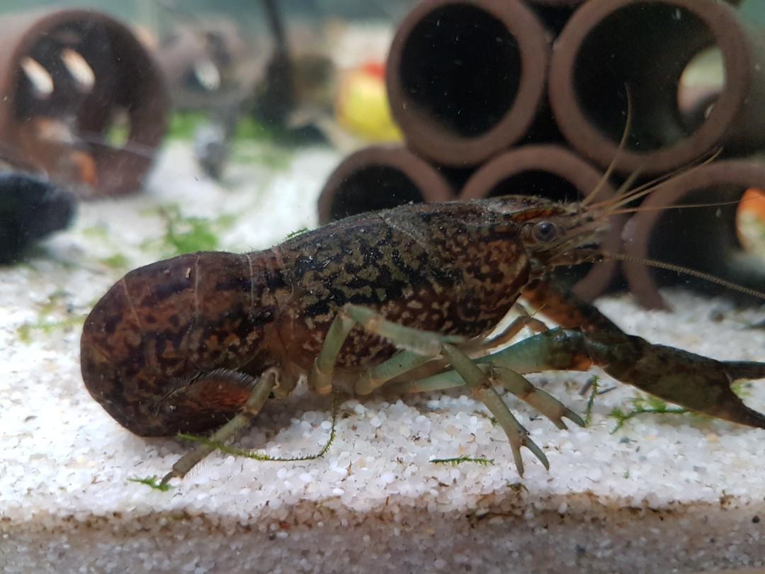 Selling Marble Crayfish Fry, Pet Supplies, Homes & Other Pet ...