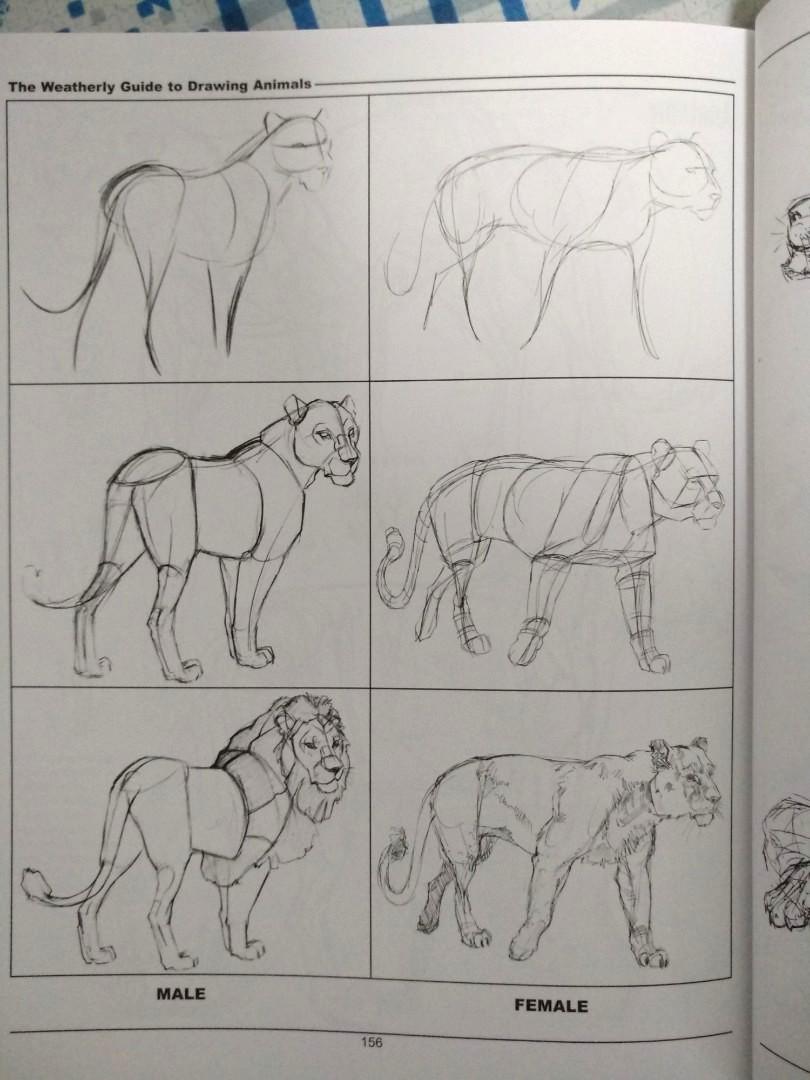 The Weatherly Guide to drawing animals + 2 FREE photocopied art books ...