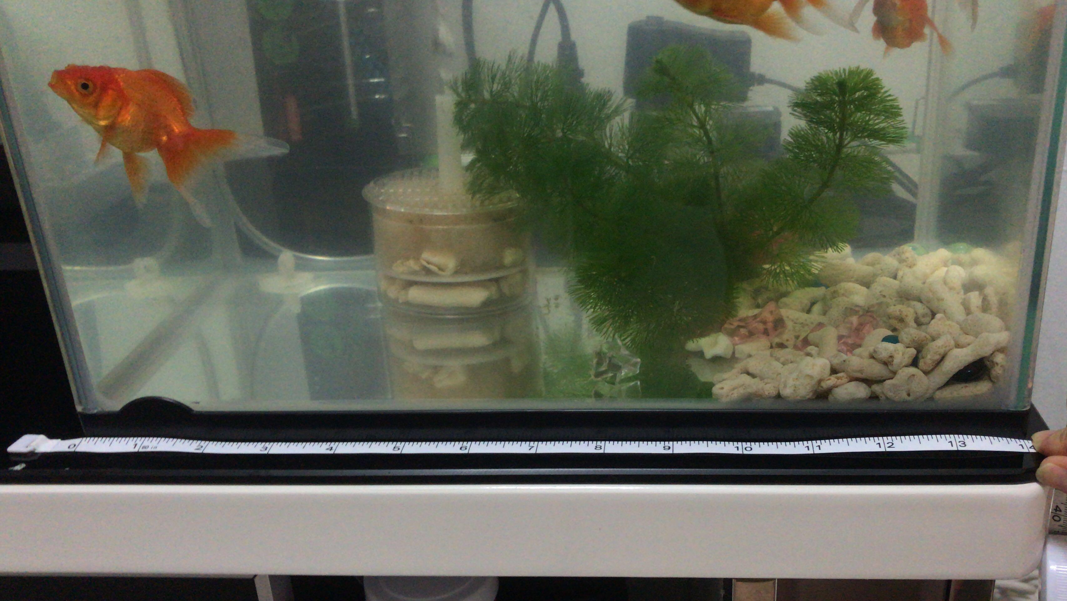 Fish tank and overhead filter, Pet Supplies, Homes & Other Pet ...