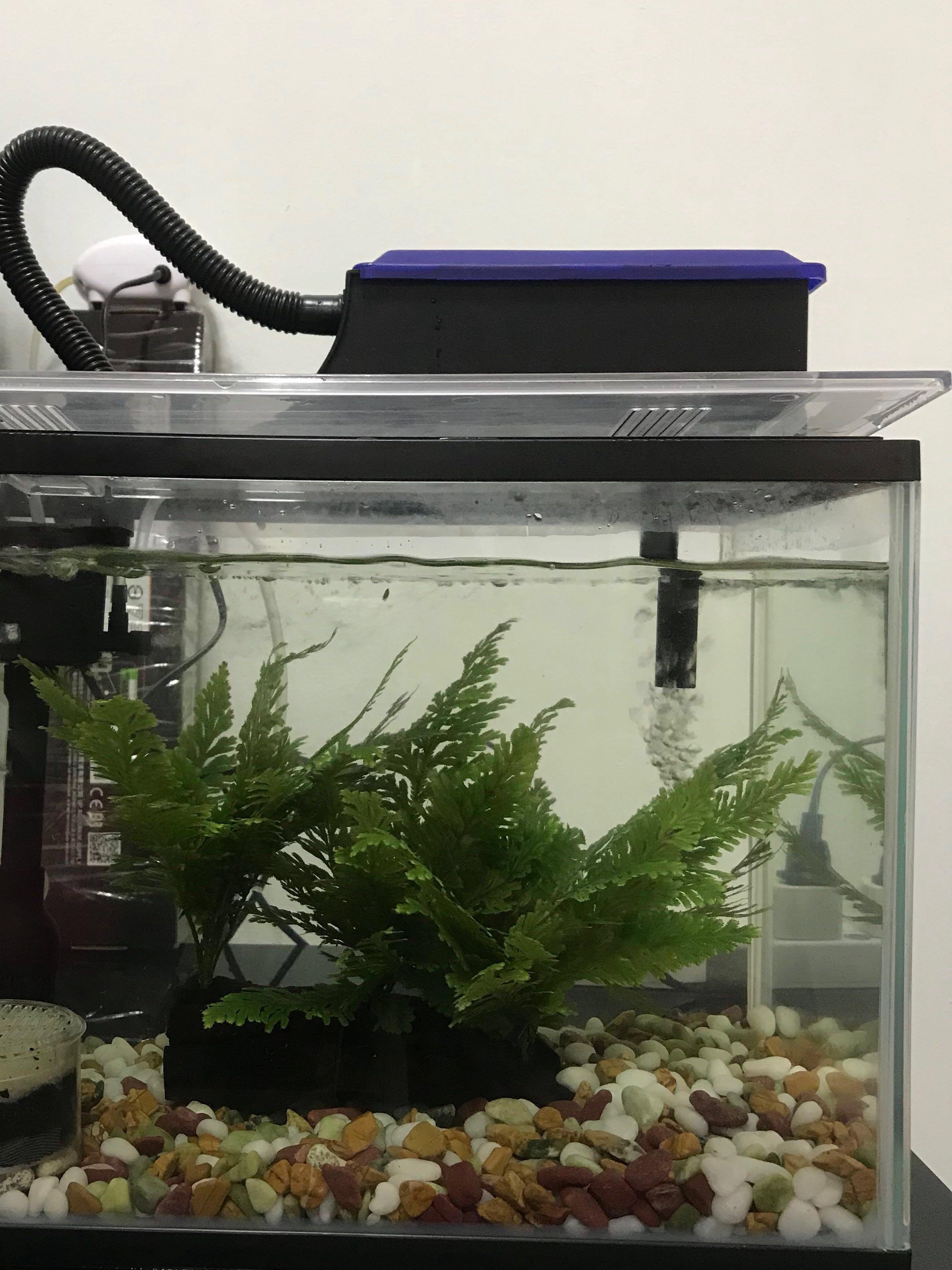 Fish tank and overhead filter, Pet Supplies, Homes & Other Pet ...