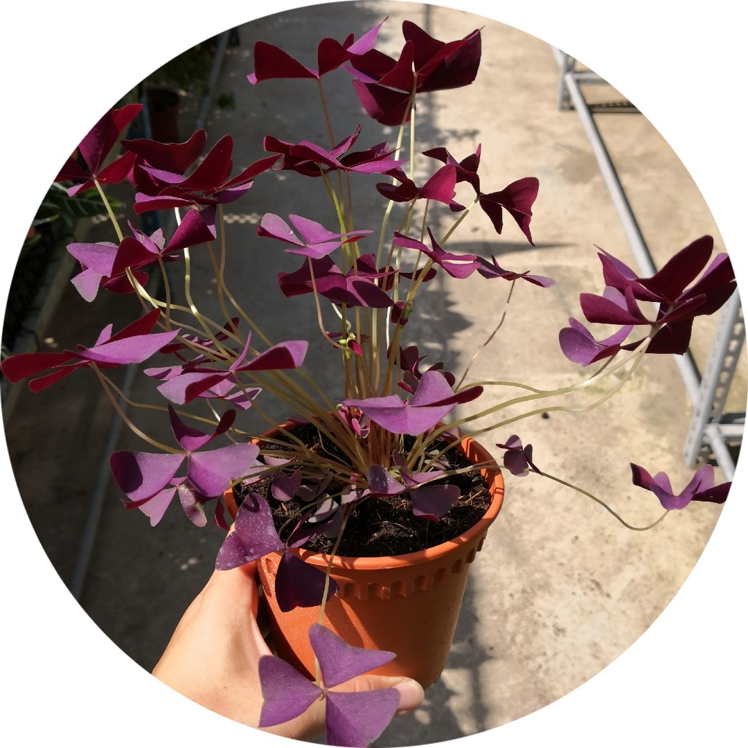Oxalis triangularis (False Shamrock), Furniture & Home Living, Home ...