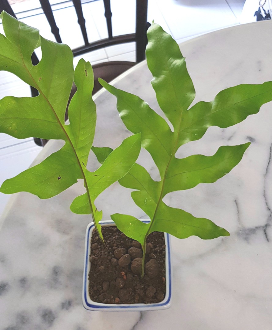 Drynaria roosii 槲蕨, Gardening, Plants on Carousell