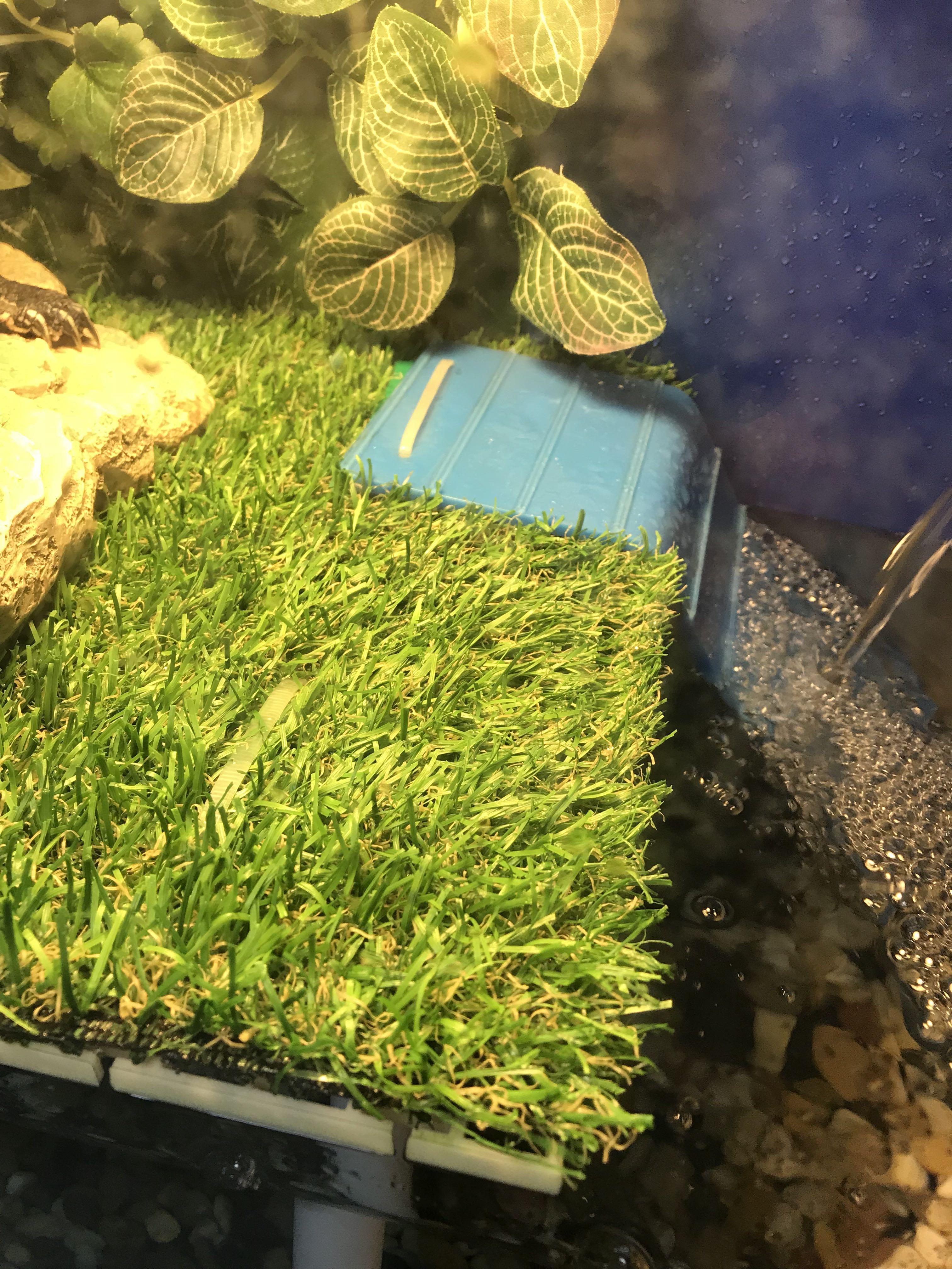 Basking area for turtles/terrapin ( read-eared slider) just sharing my ...