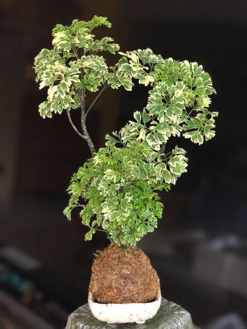 Kokedama Polyscias fruticosa 'Variegata for sale, Furniture & Home ...