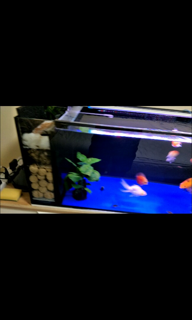 3ft ios tank, Pet Supplies, Homes & Other Pet Accessories on Carousell