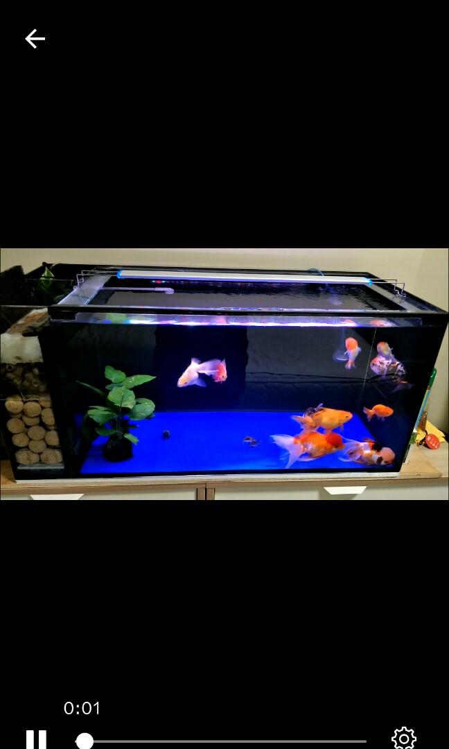 3ft ios tank, Pet Supplies, Homes & Other Pet Accessories on Carousell