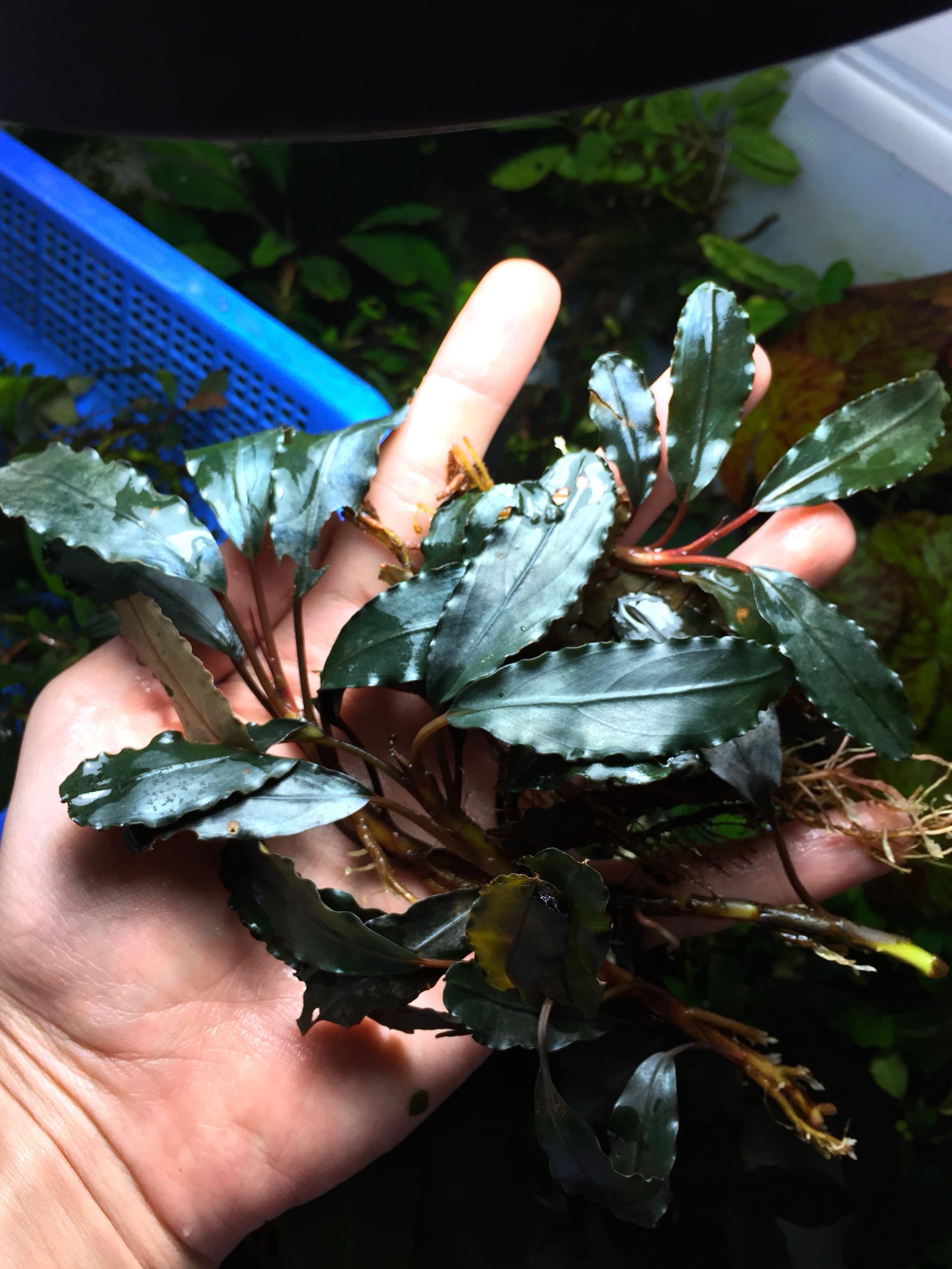 Bucep sp. Dark Wave, Furniture & Home Living, Gardening, Plants & Seeds ...