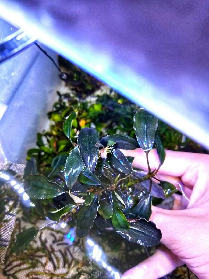 Bucephalandra buce bucep, Furniture & Home Living, Gardening, Plants ...