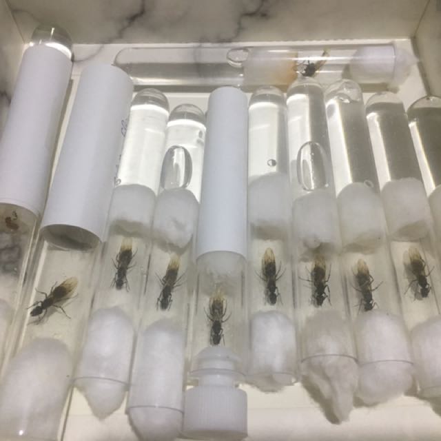 Ant colony, Pet Supplies, Homes & Other Pet Accessories on Carousell