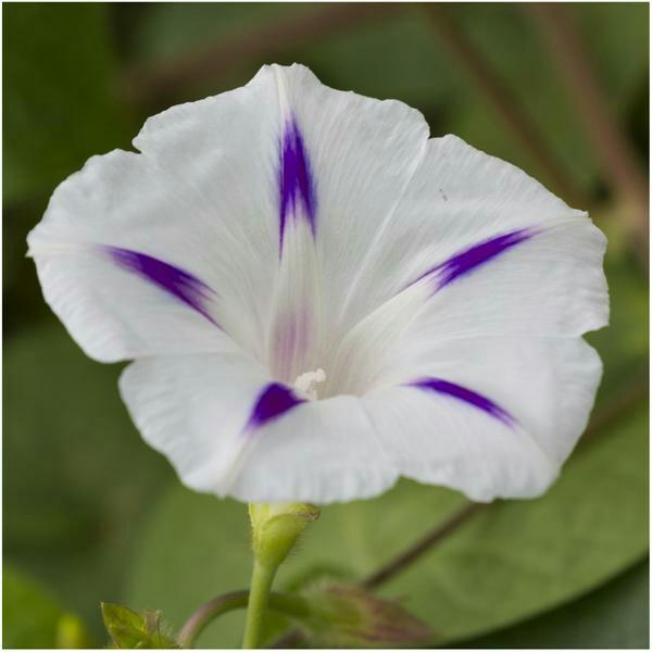 Milky Way Morning Glory Seeds (Ipomoea tricolor) X 20 Seeds, Furniture ...