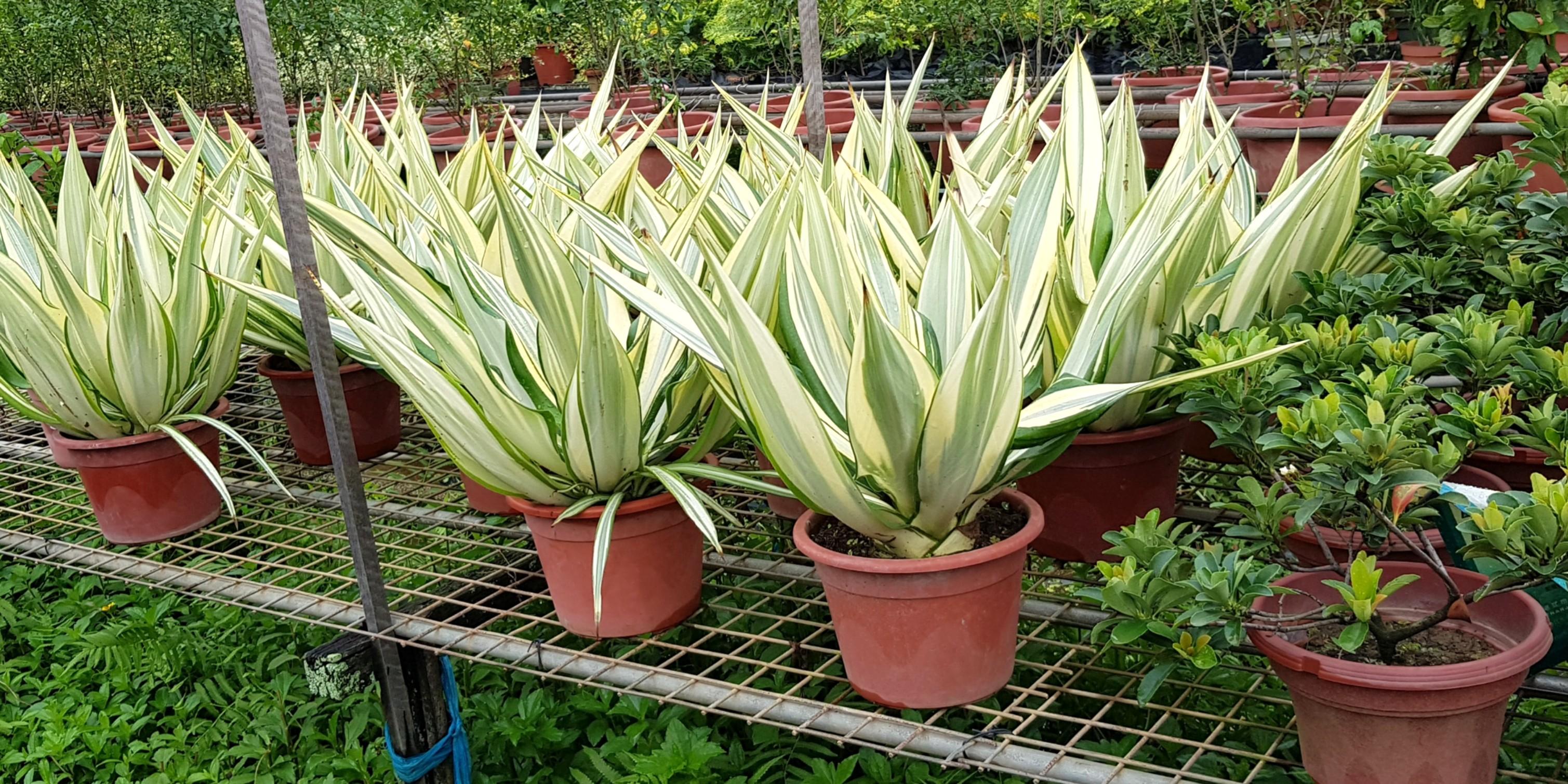 Plant - Furcraea Gigantea 'Striata' / Giant False Agave ($20.90/$55 ...