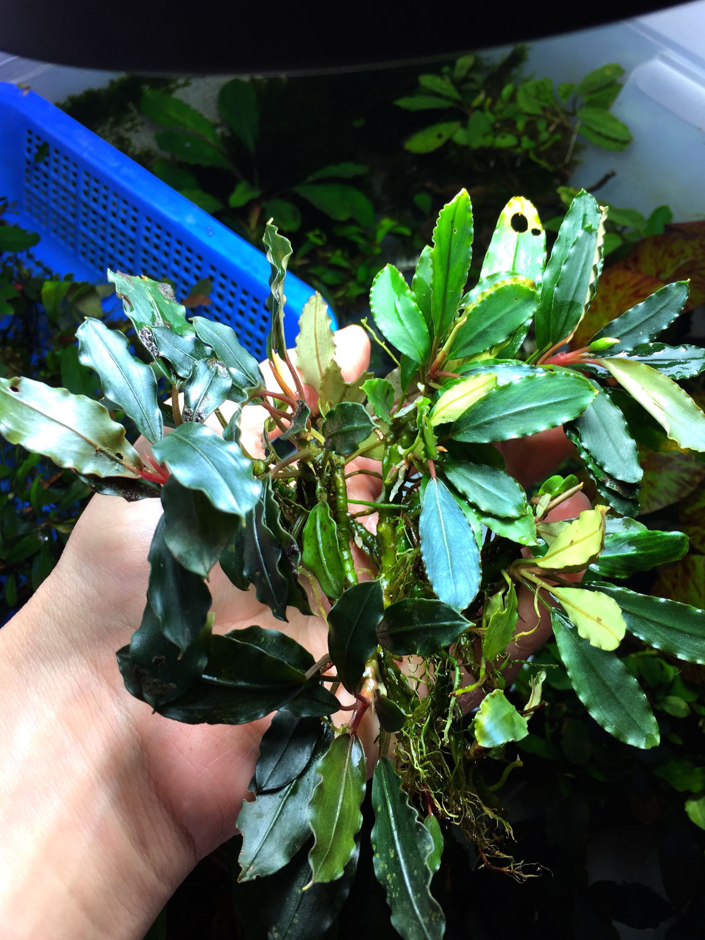 Bucep sp. Super Blue (motleyana), Furniture & Home Living, Gardening ...