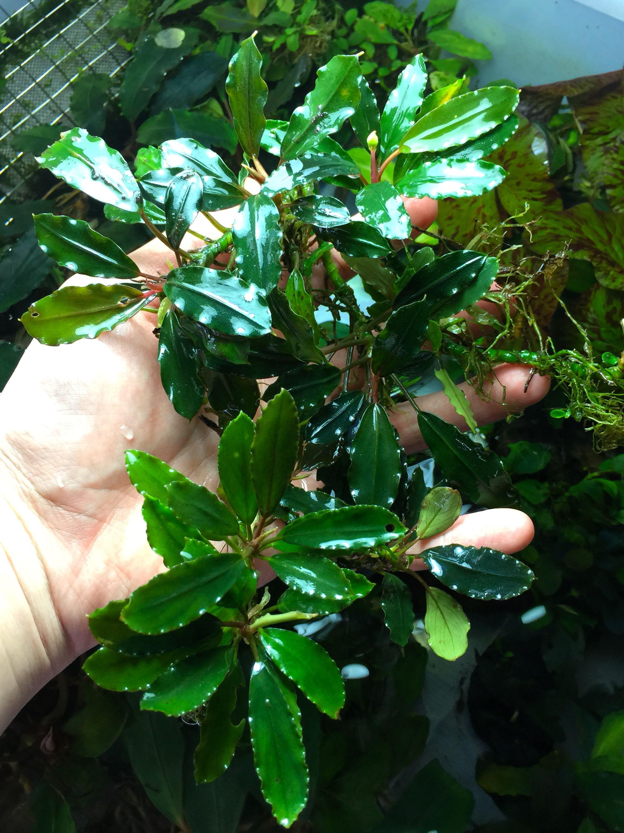 Bucep sp. Super Blue (motleyana), Furniture & Home Living, Gardening ...