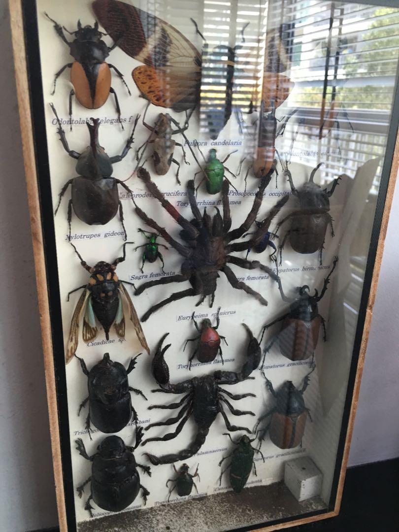 Insect specimens, Furniture & Home Living, Home Decor, Other Home Decor ...
