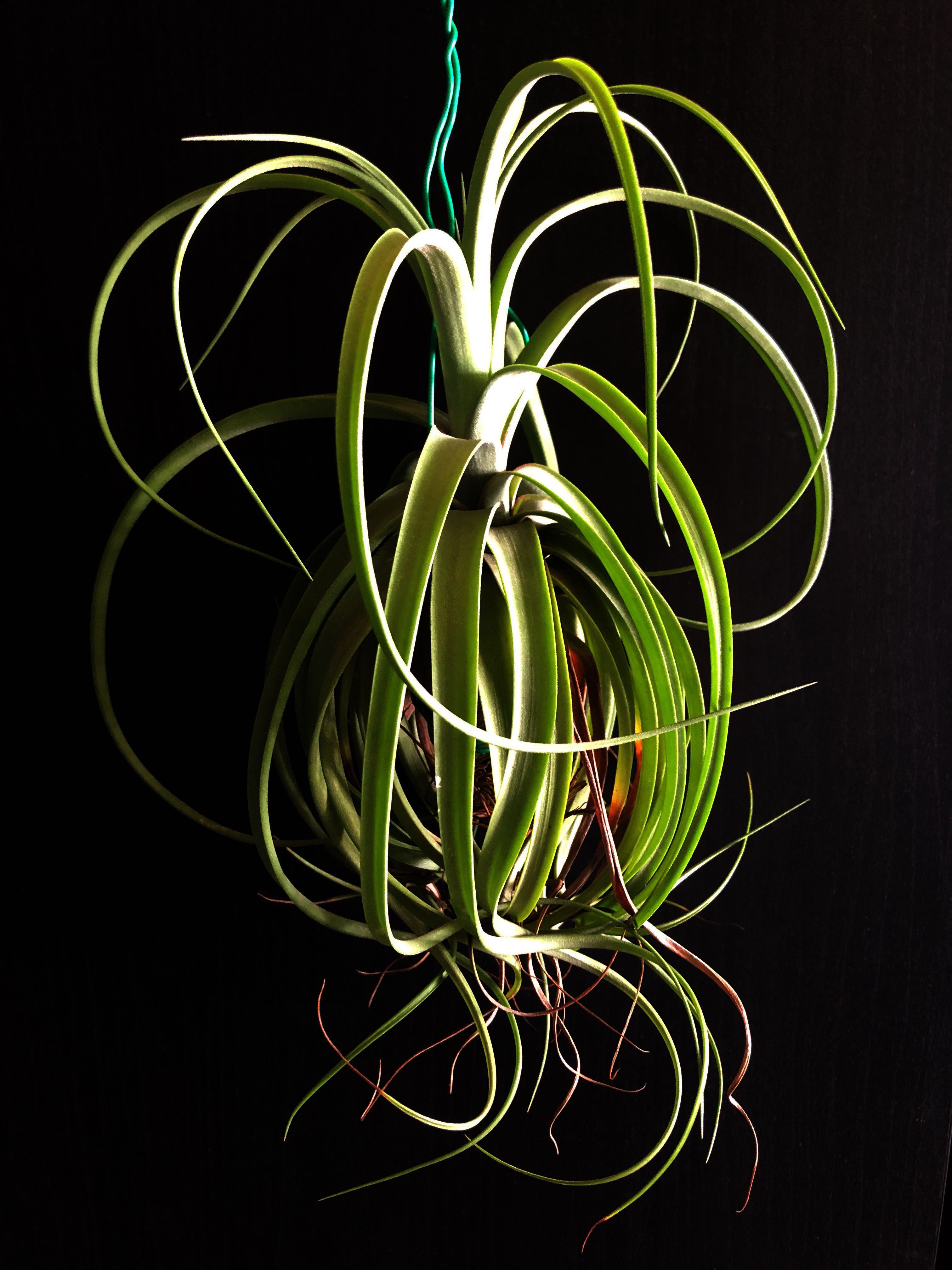 Tillandsia Brachycaulos Selecta x Streptophylla, Furniture & Home ...