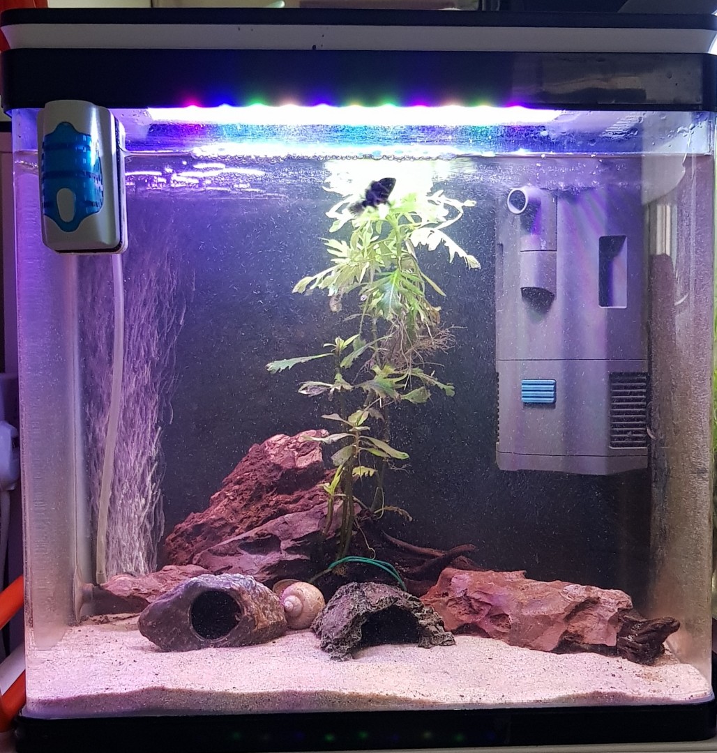Used 1ft tank, Pet Supplies, Homes & Other Pet Accessories on Carousell