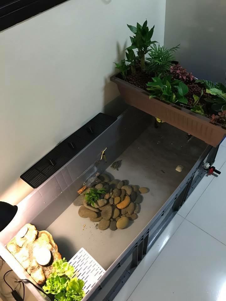 Turtle tub with 2 uvb lamps , docks and pebbles, Pet Supplies, Homes ...