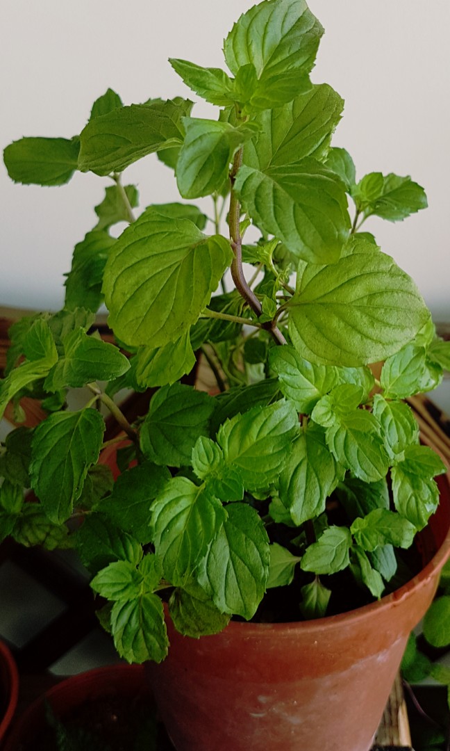 Eau De Cologne Mint, Furniture & Home Living, Gardening, Plants & Seeds ...