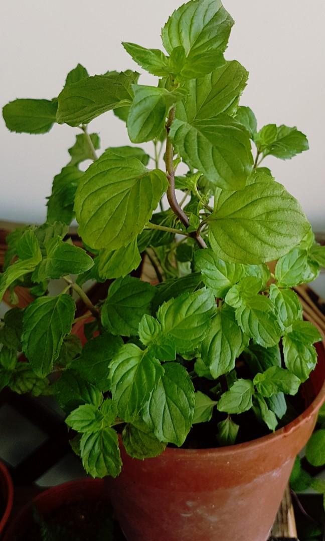 Eau De Cologne Mint, Furniture & Home Living, Gardening, Plants & Seeds ...