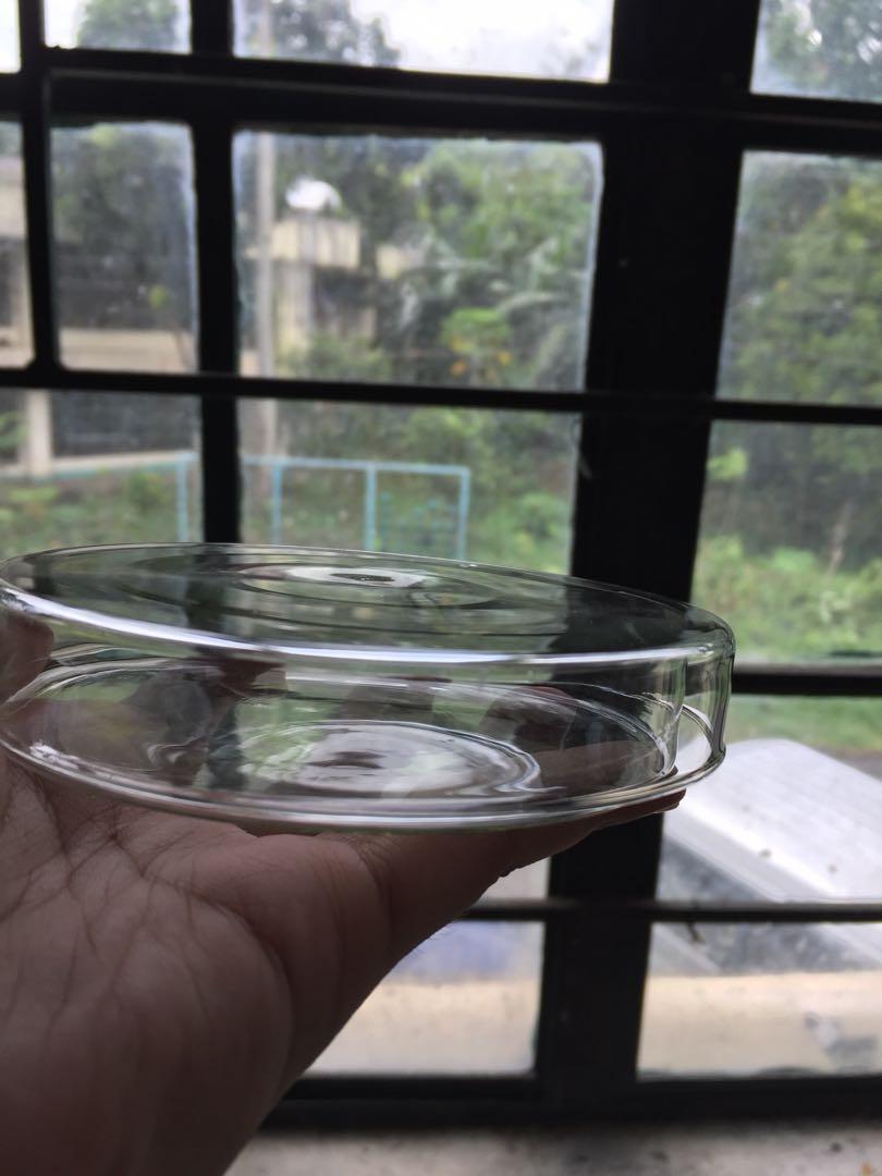 Bomex Glass Petri Dish, Furniture & Home Living, Kitchenware ...