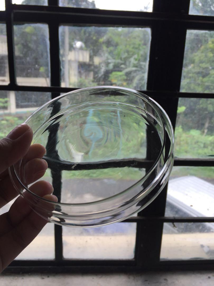 Bomex Glass Petri Dish, Furniture & Home Living, Kitchenware ...