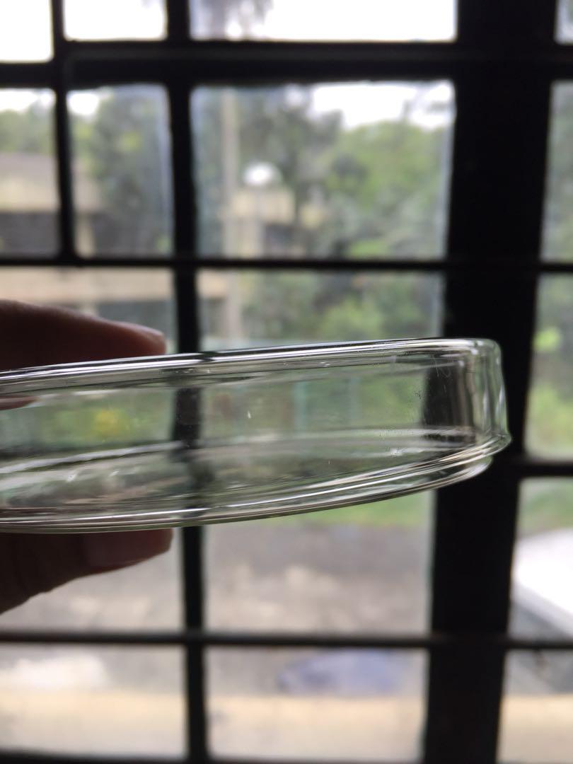 Bomex Glass Petri Dish, Furniture & Home Living, Kitchenware ...