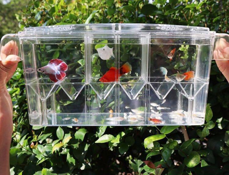 (3in1 bundle) Breeder box internal or external breed box guppy mollie ...