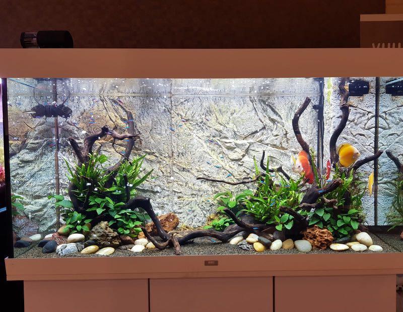 Juwel rio 300 aquarium and cabinet (4ft), Pet Supplies, Homes & Other ...