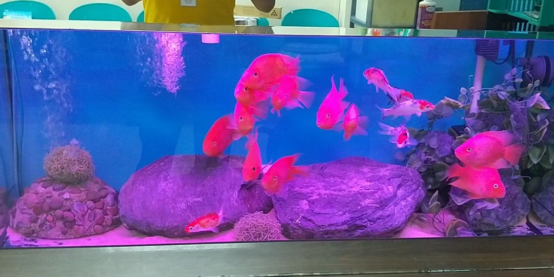 4 ft fish tank, Pet Supplies, Homes & Other Pet Accessories on Carousell