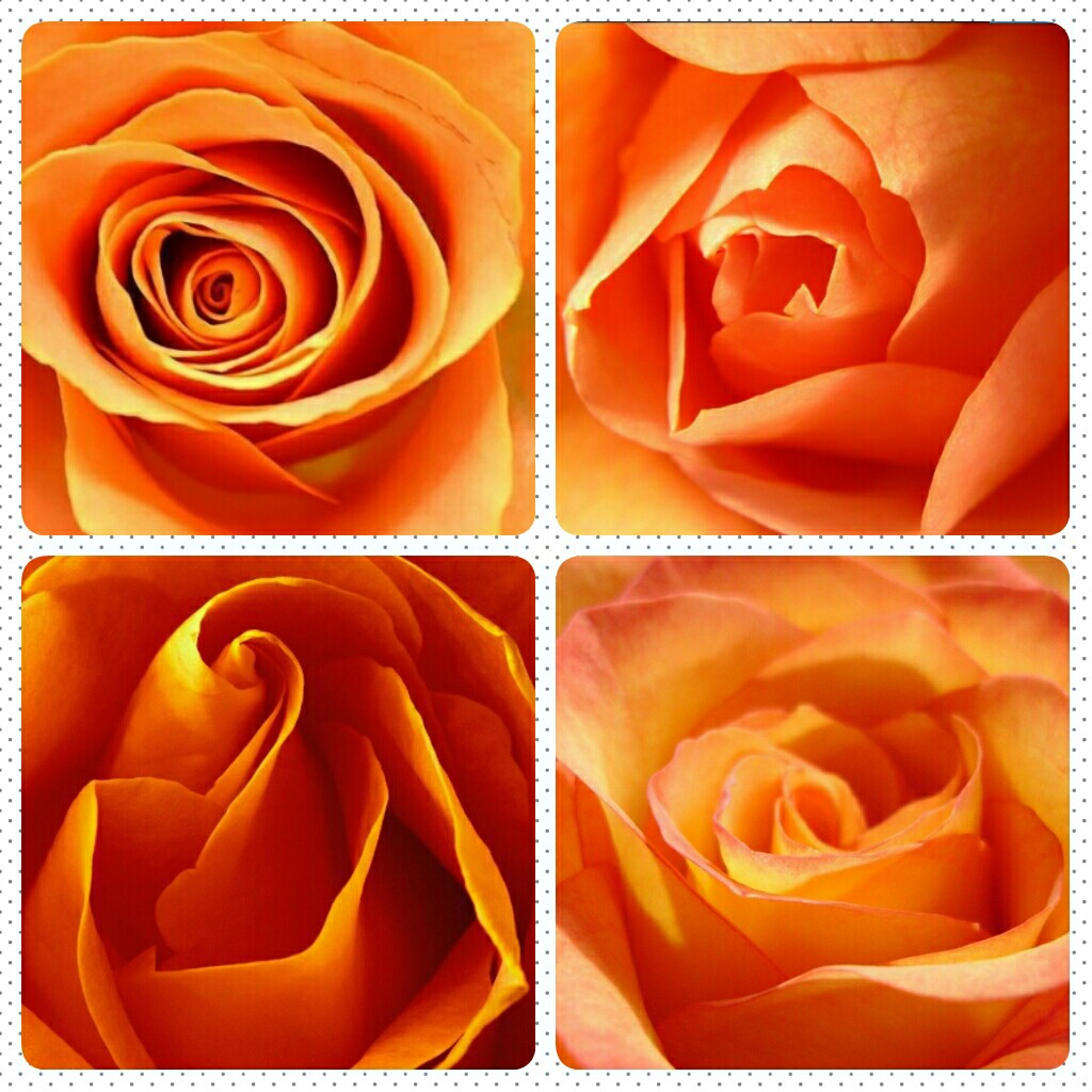 Photocanvas frame rose oren, Furniture & Home Living, Home Decor, Frames & Pictures on Carousell