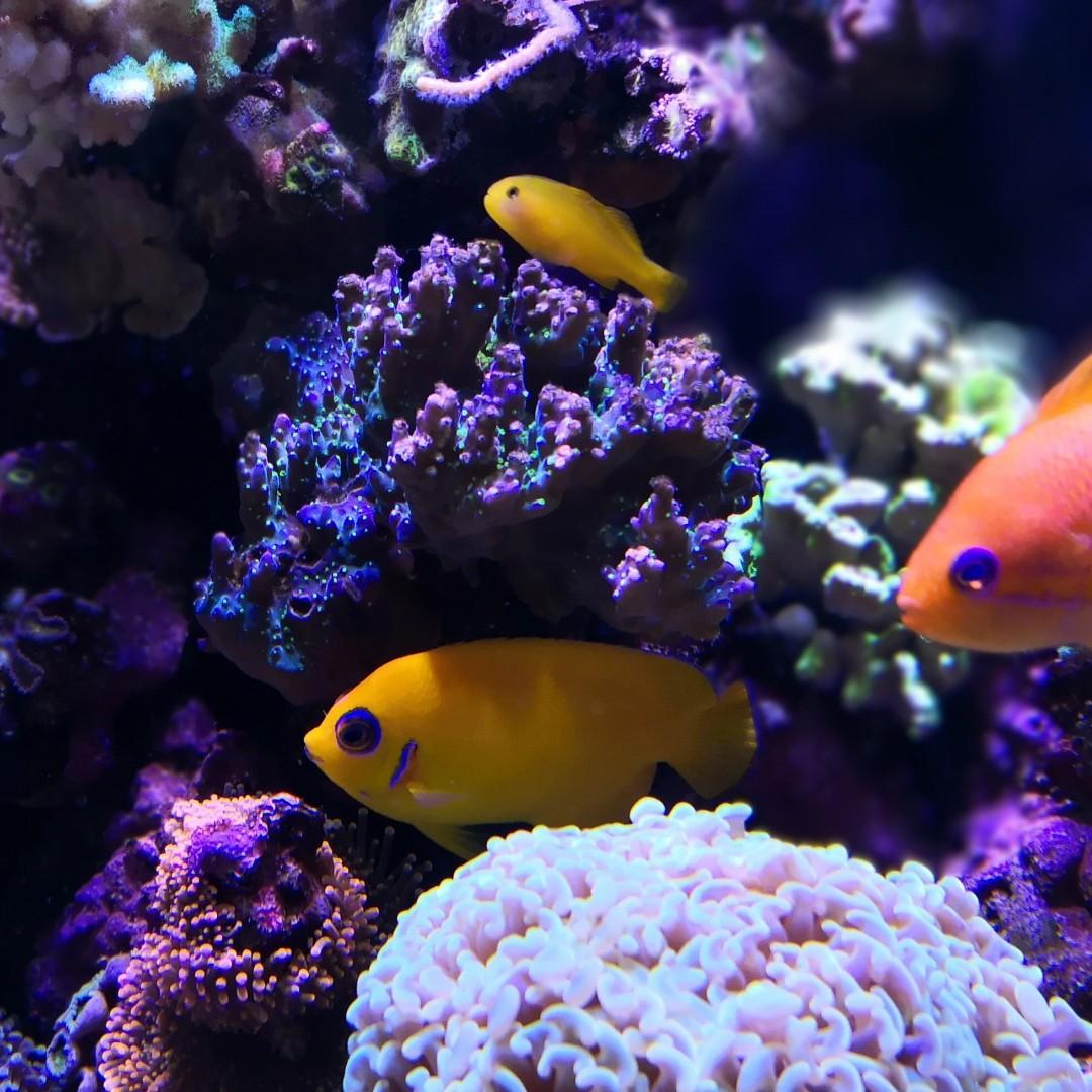 New 4 Stages DI Water Filtration. With TDS Pen And DI resin. Zero TDS ...