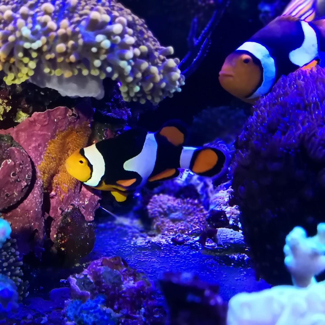 New 4 Stages DI Water Filtration. With TDS Pen And DI resin. Zero TDS ...