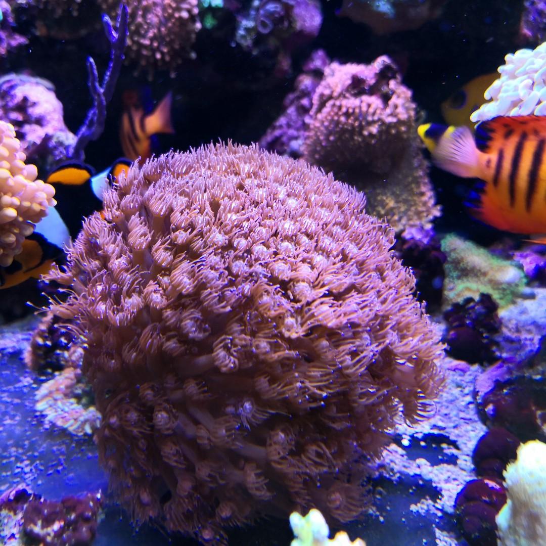 New 4 Stages DI Water Filtration. With TDS Pen And DI resin. Zero TDS ...