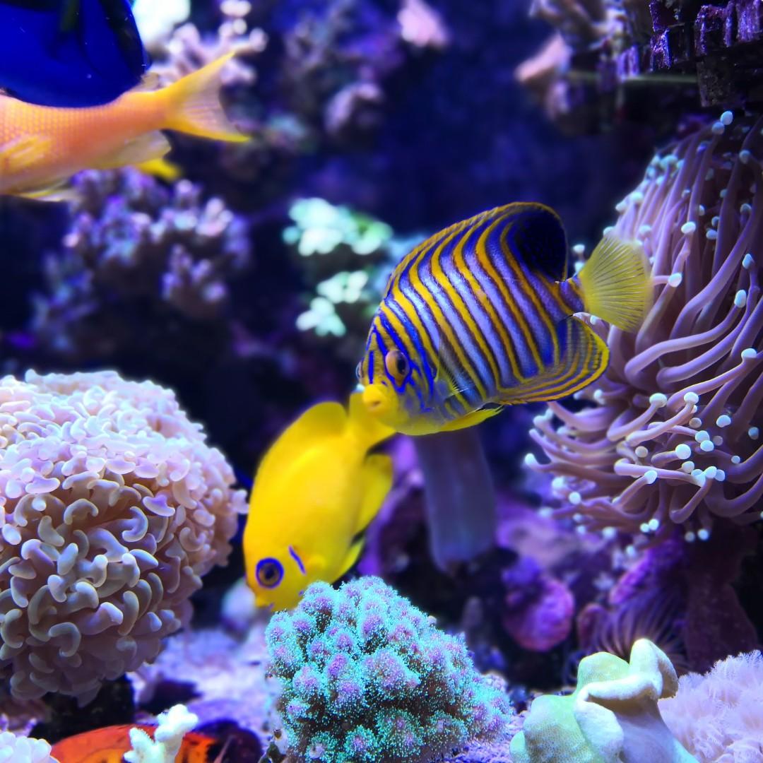 New 4 Stages DI Water Filtration. With TDS Pen And DI resin. Zero TDS ...