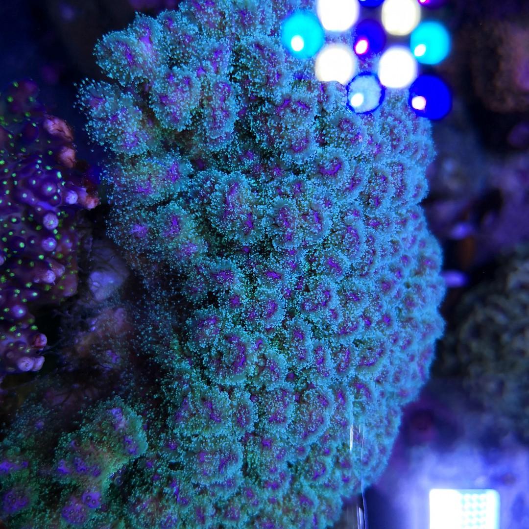 New 4 Stages DI Water Filtration. With TDS Pen And DI resin. Zero TDS ...