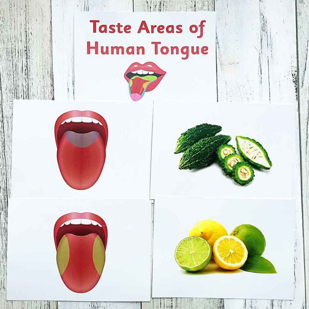 Flashcards Taste Areas of Human Tongue (HEGURU, SHICHIDA, RIGHT BRAIN ...