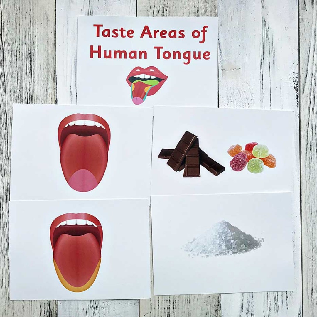 Flashcards Taste Areas of Human Tongue (HEGURU, SHICHIDA, RIGHT BRAIN ...