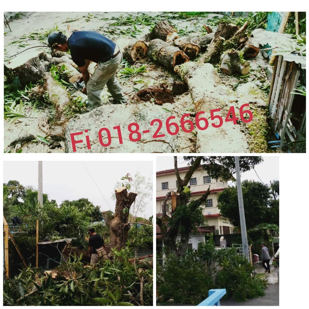Servis Potong Pokok / cutting trees, Furniture & Home Living, Gardening ...