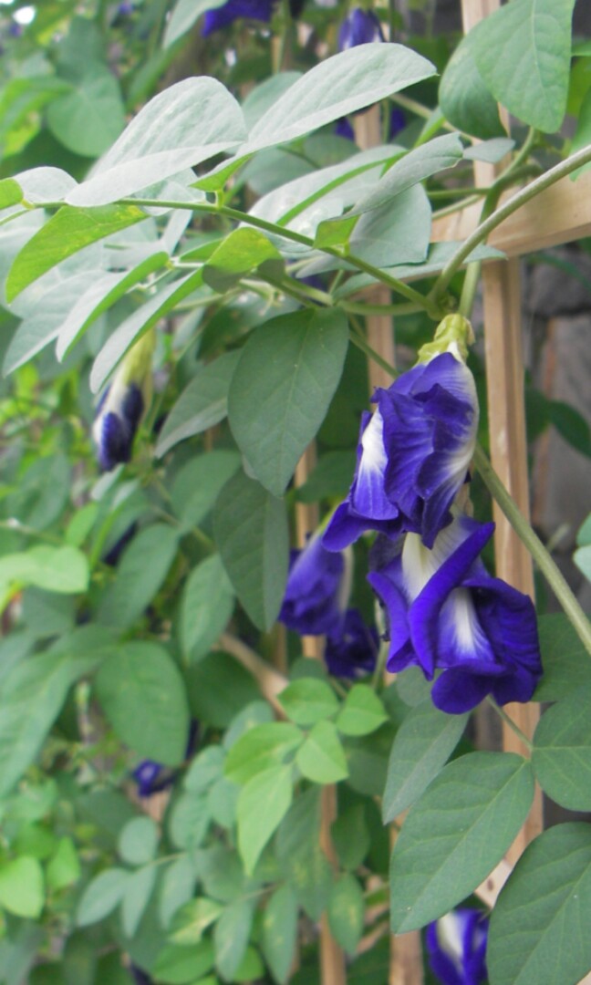 Blue Flower For Nonya Kueh | Best Flower Site