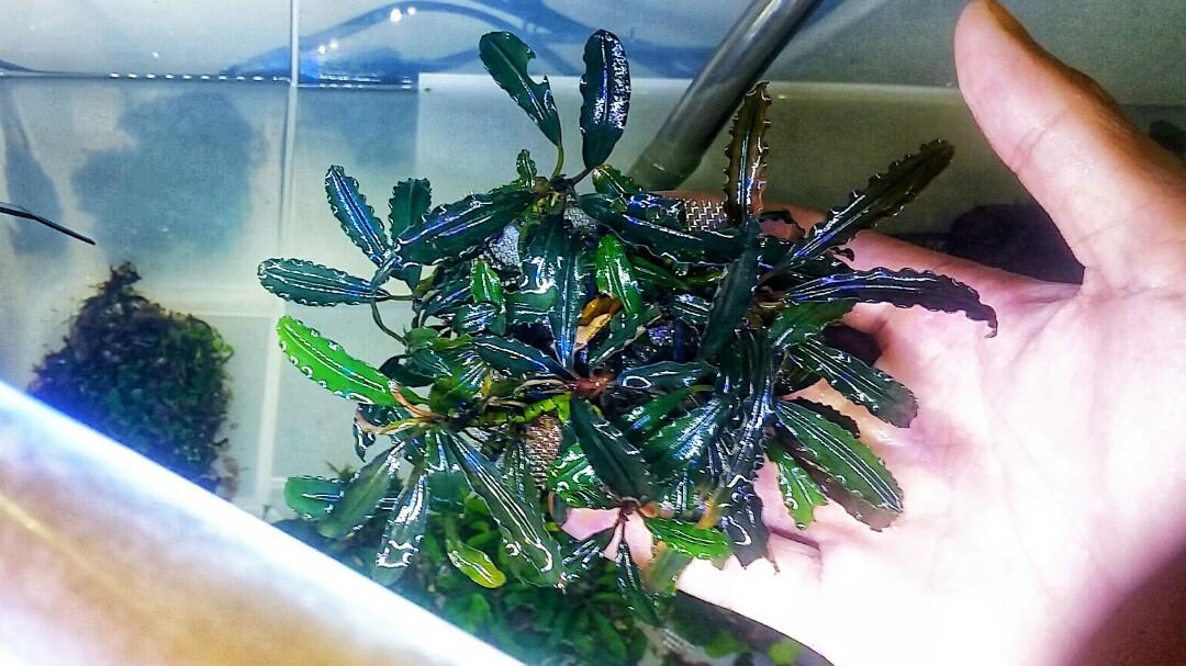 Bucep "Godzilla Original" bucephalandra buce, Furniture & Home Living ...