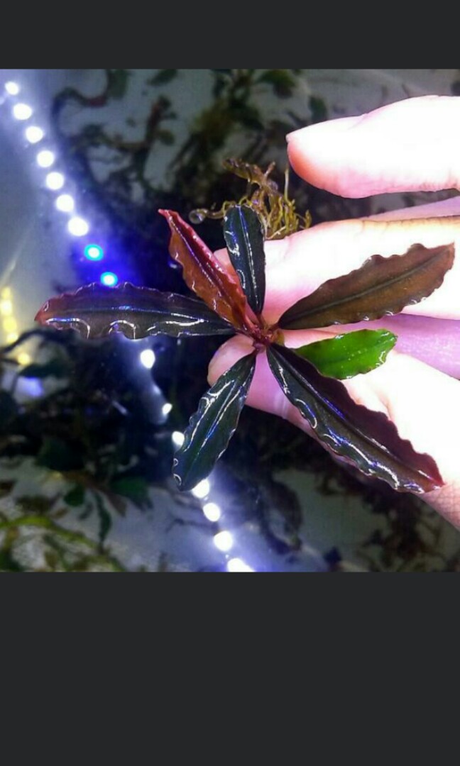Bucep "Godzilla Original" bucephalandra buce, Furniture & Home Living ...