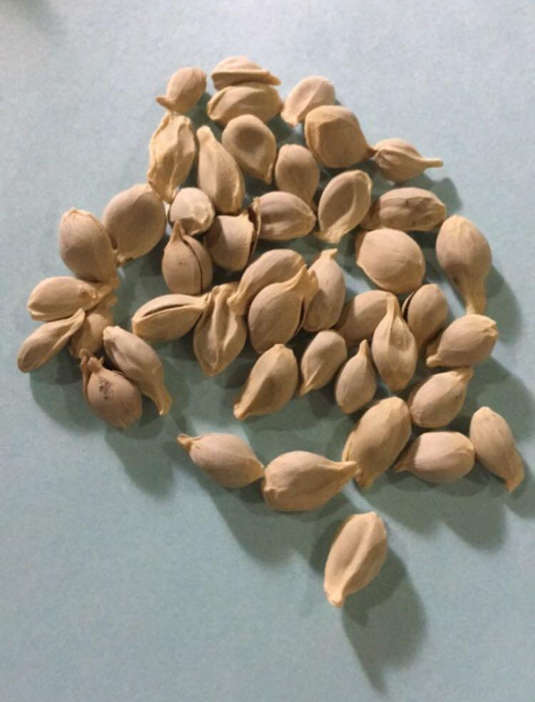 Organic Miniature Orange Tree Seeds, Furniture & Home Living, Gardening ...