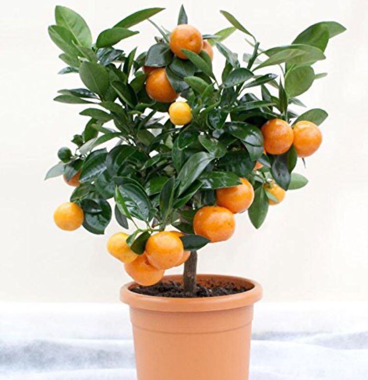 Organic Miniature Orange Tree Seeds, Furniture & Home Living, Gardening ...